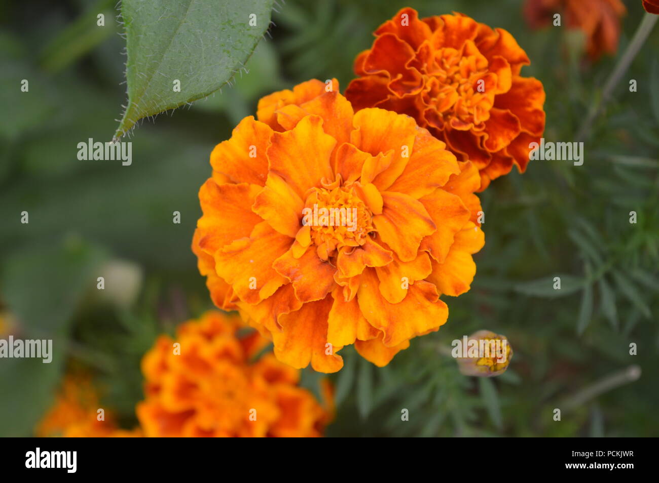 Tagetes patula hi-res stock photography and images - Alamy