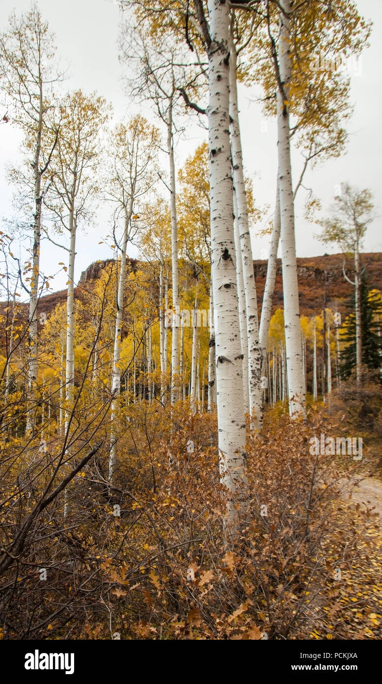 Quacking Aspen (Populus tremuloides) during fall. 1 Stock Photo - Alamy