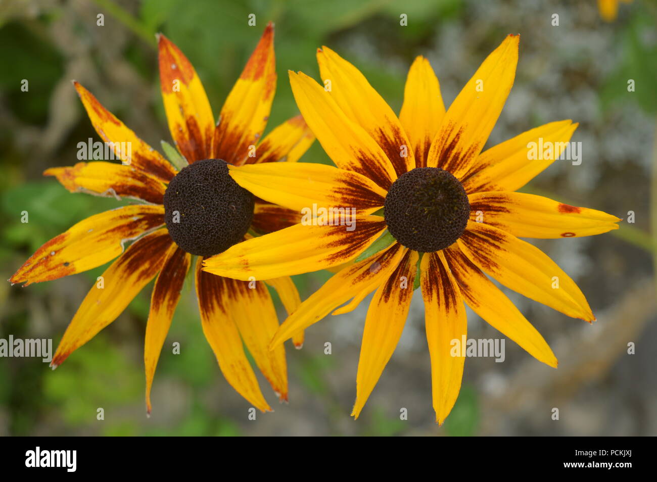Black-eyed Susan close-up Stock Photo - Alamy