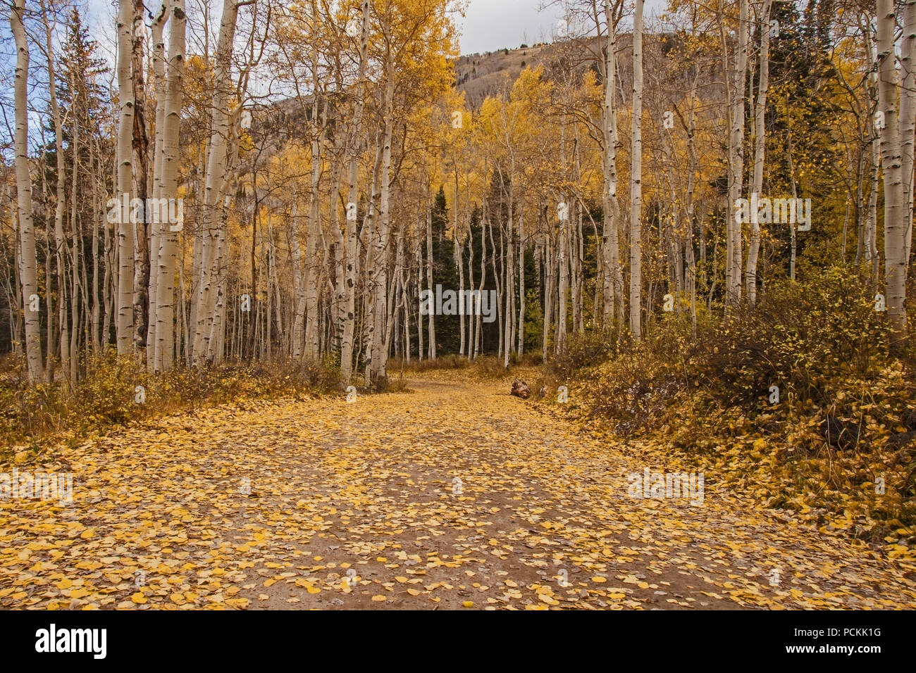 Quacking Aspen (Populus tremuloides) during fall Stock Photo - Alamy