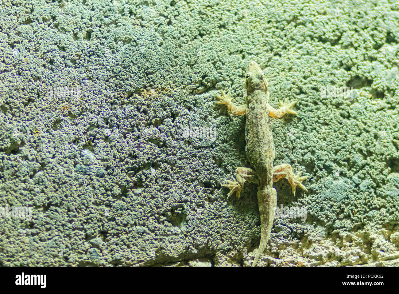 Close up lizard on the brick wall at night. Abstract background brick ...