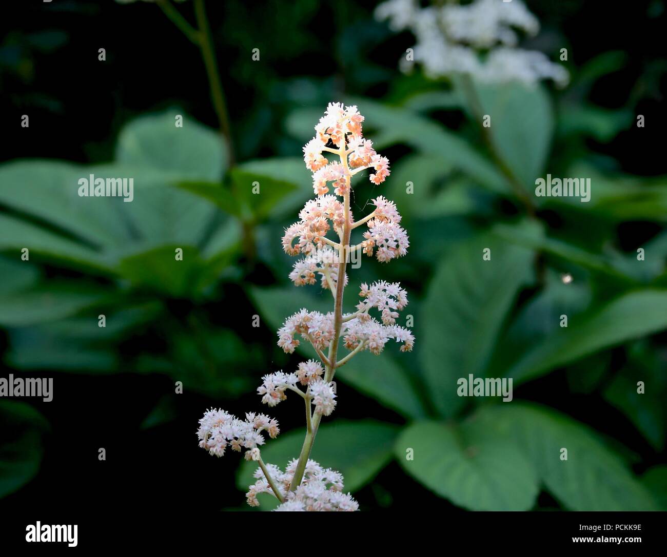 Pinkish-white flower stalk with green leaves background Stock Photo - Alamy