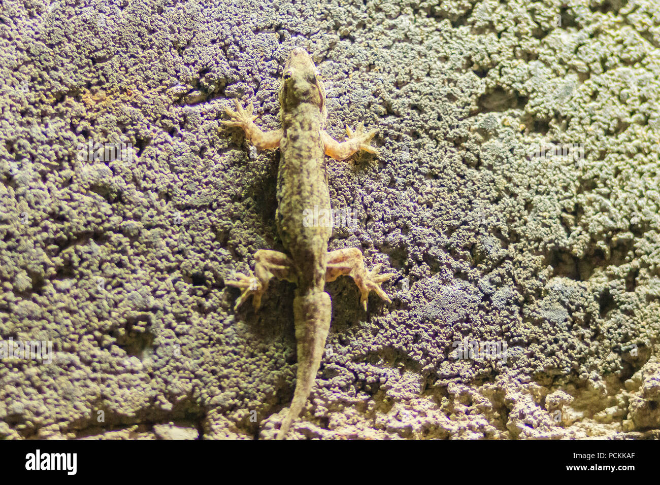 Close up lizard on the brick wall at night. Abstract background brick ...