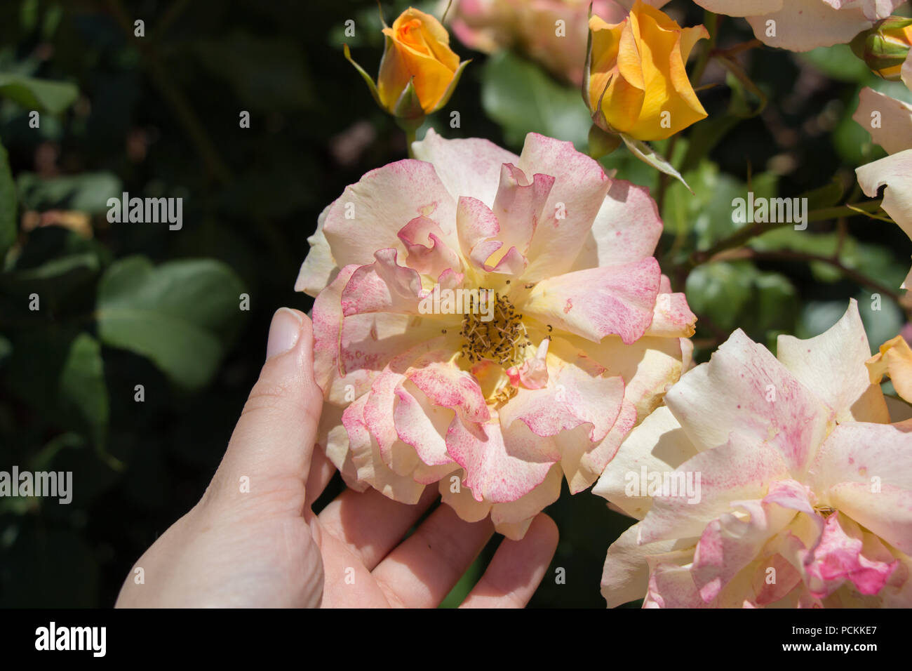 Hand holding a colorful Rose Flower Stock Photo - Alamy