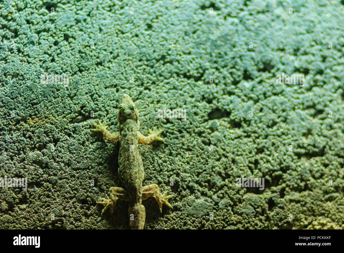 Close up lizard on the brick wall at night. Abstract background brick ...