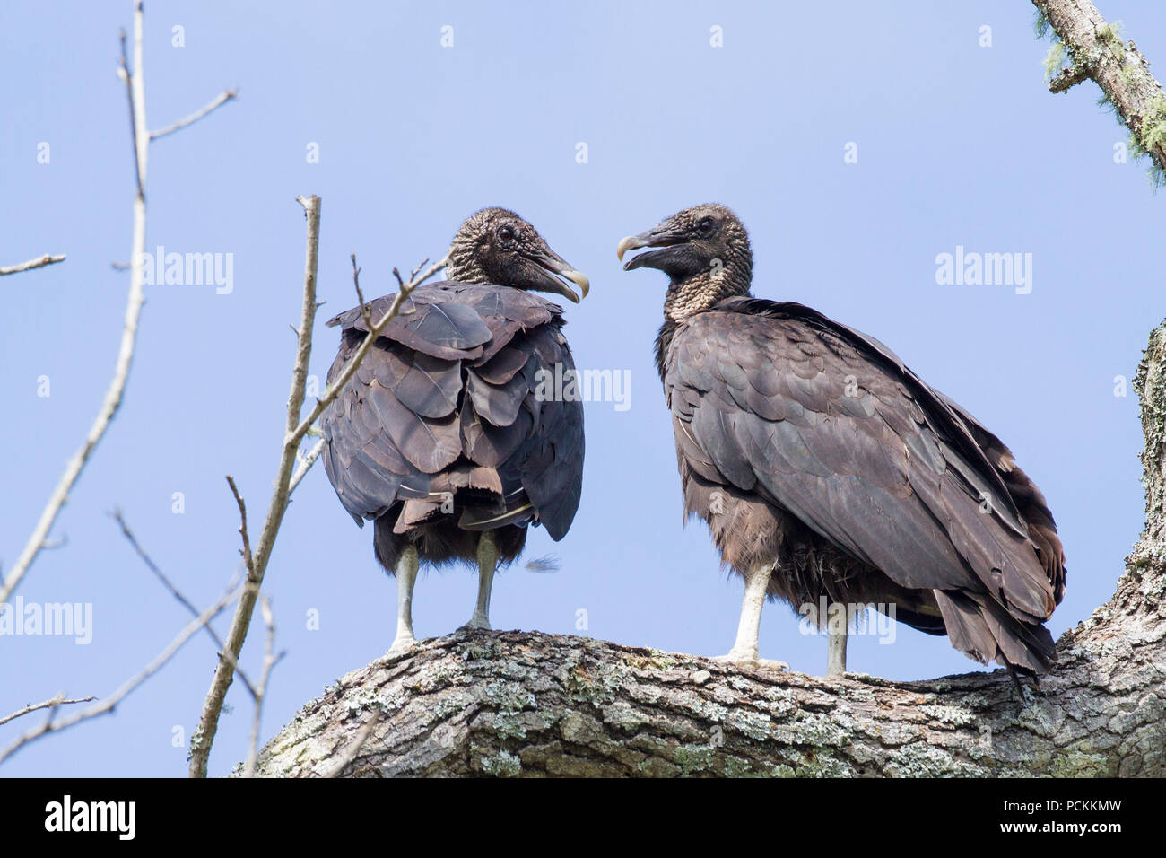 American Vultures High Resolution Stock Photography and Images - Alamy