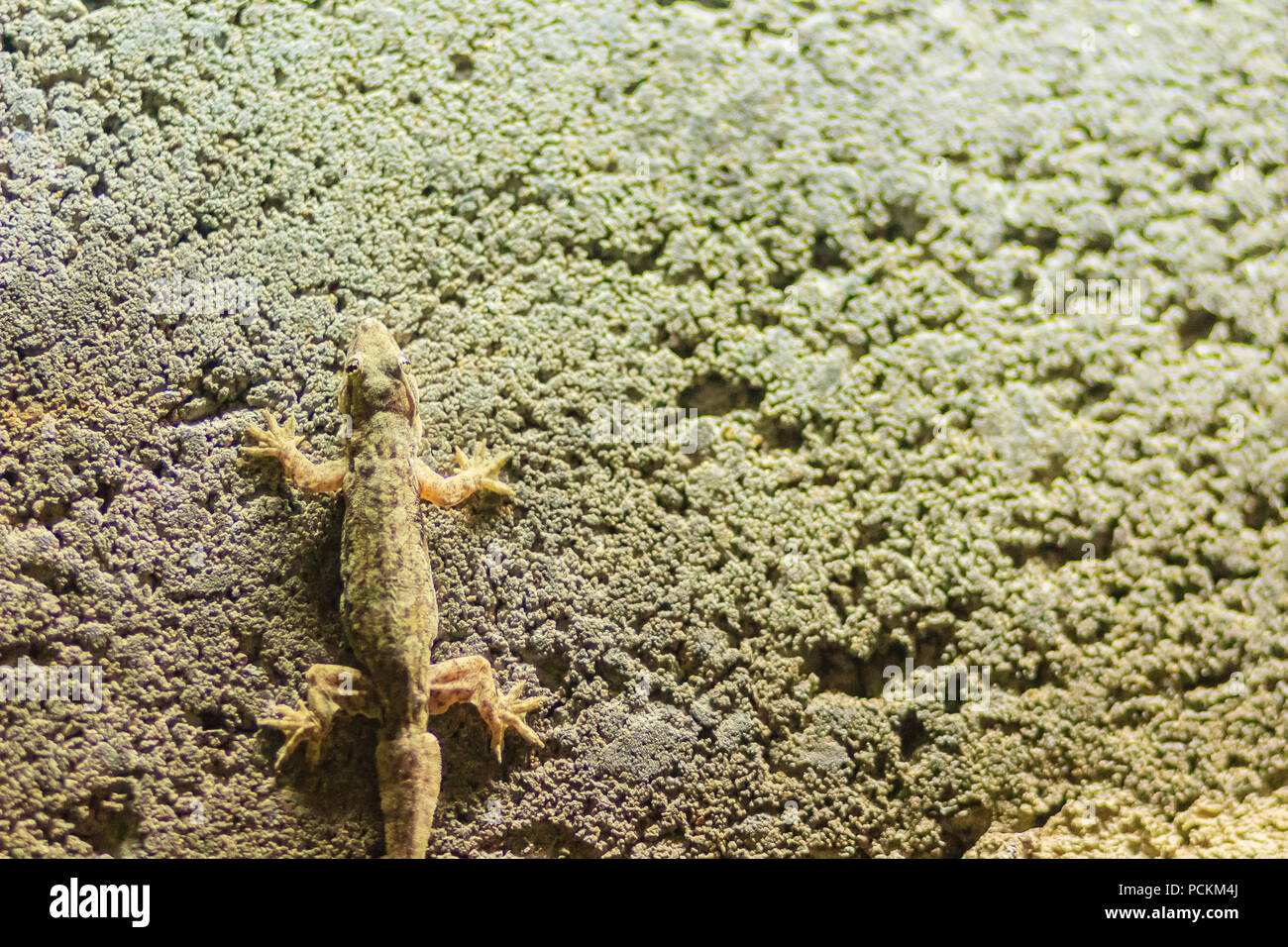 Close up lizard on the brick wall at night. Abstract background brick ...