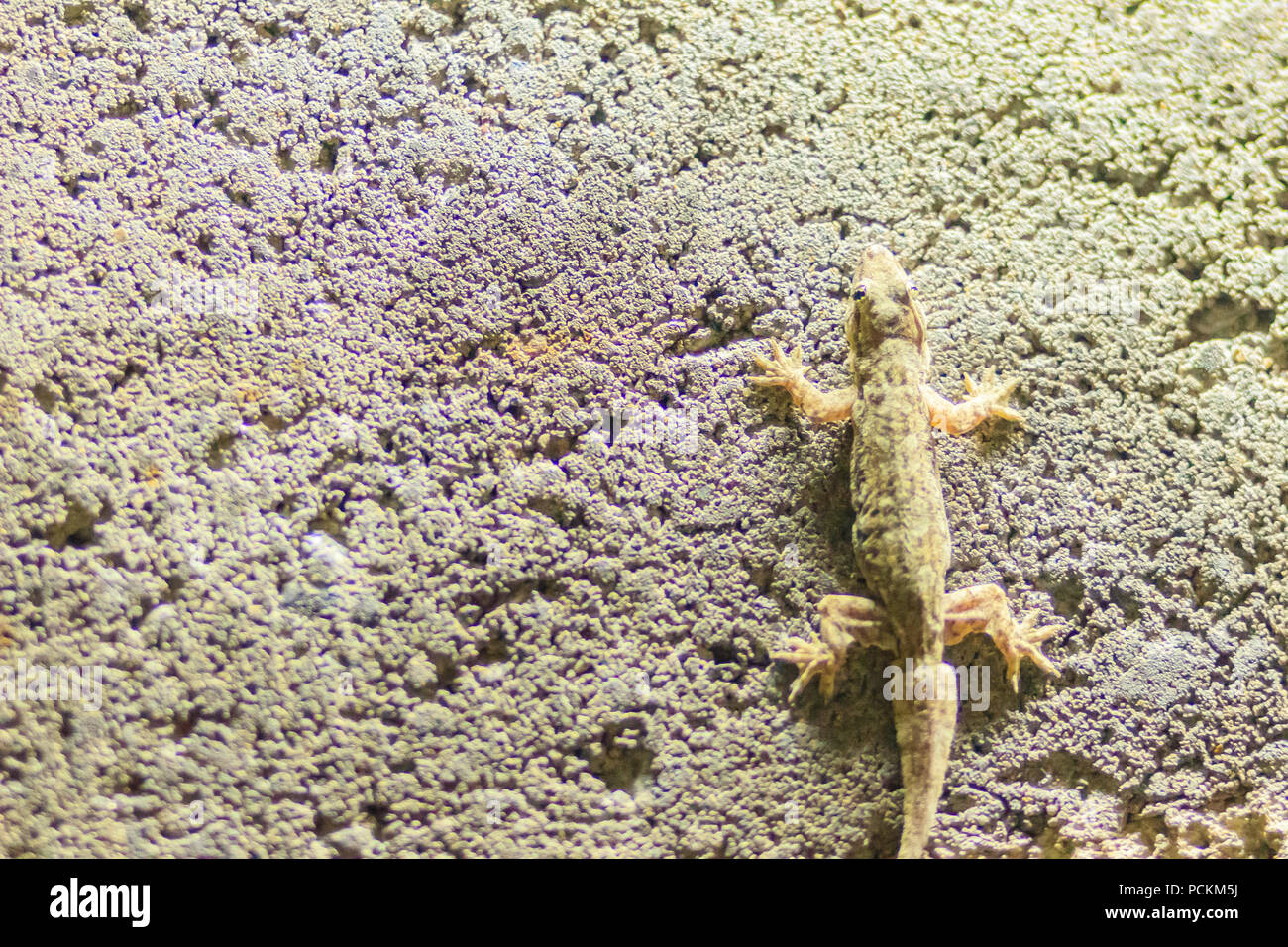 Close up lizard on the brick wall at night. Abstract background brick ...