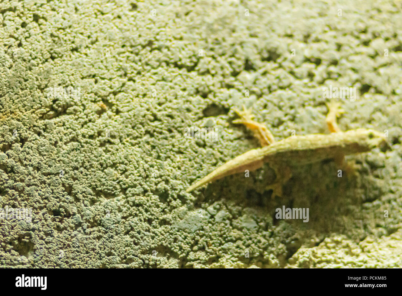 Close up lizard on the brick wall at night. Abstract background brick ...