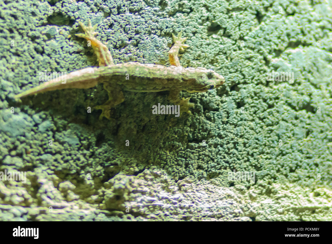 Close up lizard on the brick wall at night. Abstract background brick ...