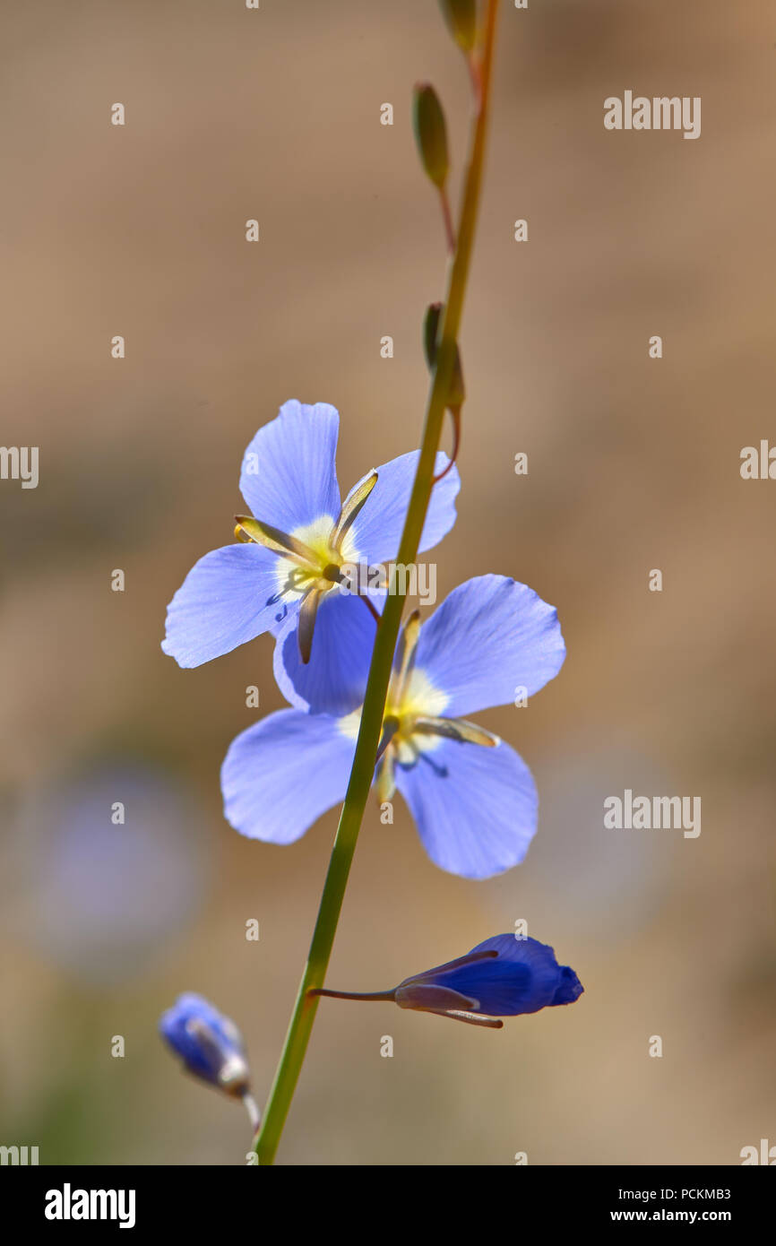 Heliophila High Resolution Stock Photography and Images - Alamy