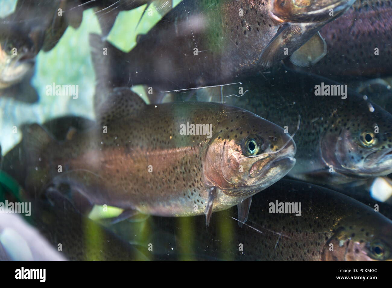 Rainbow Trout Fish Tank