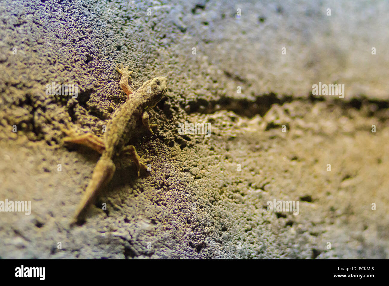 Close up lizard on the brick wall at night. Abstract background brick ...
