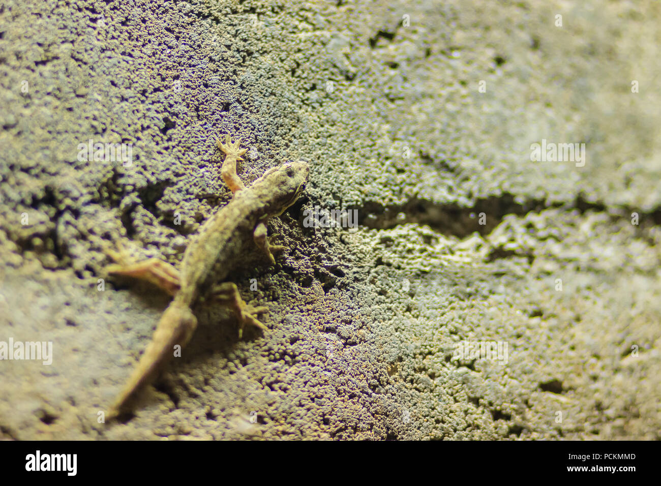 Close up lizard on the brick wall at night. Abstract background brick ...