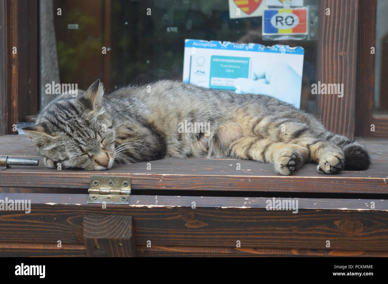 Cats sleeping in house hi-res stock photography and images - Alamy