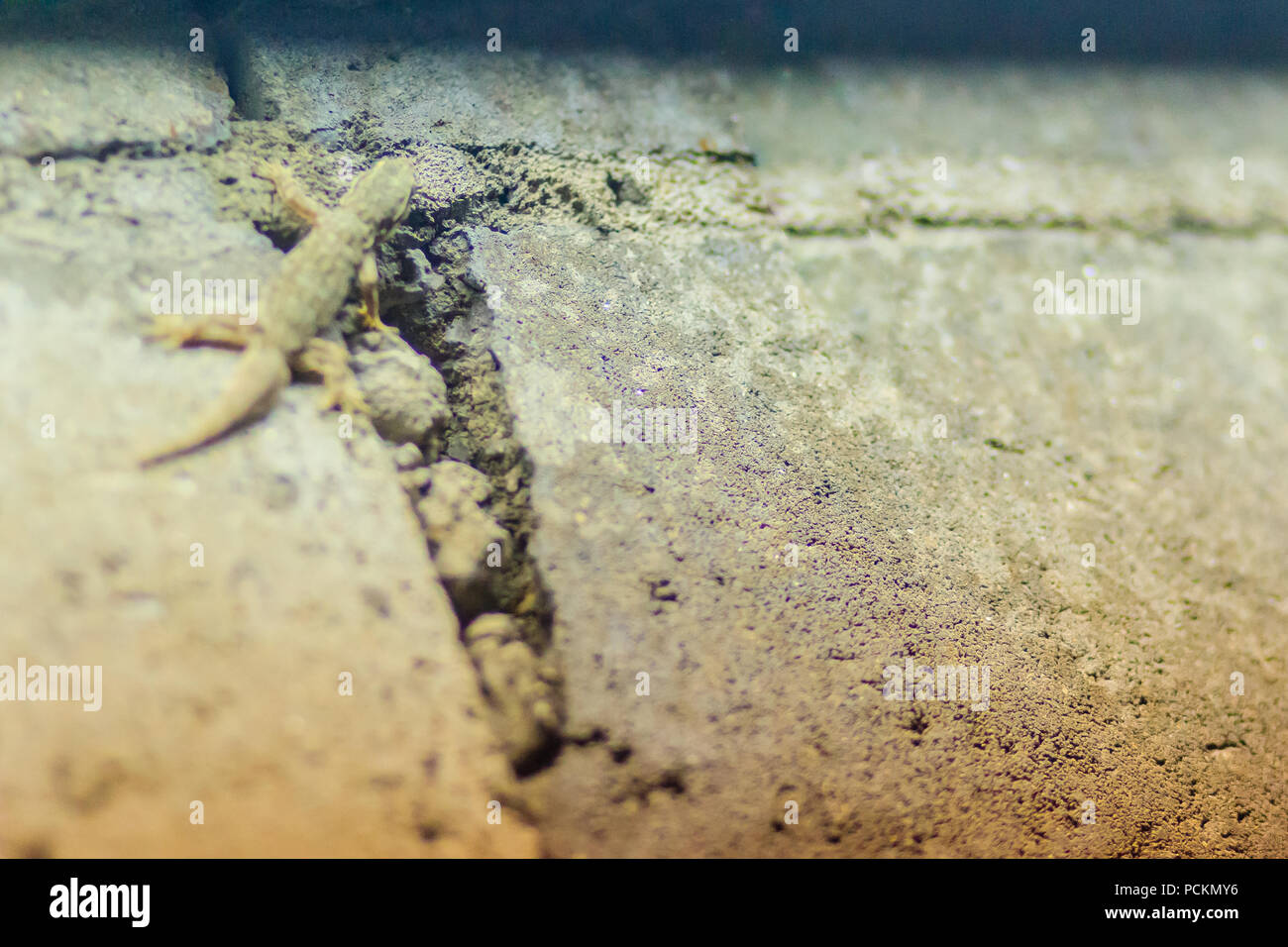 Close up lizard on the brick wall at night. Abstract background brick ...