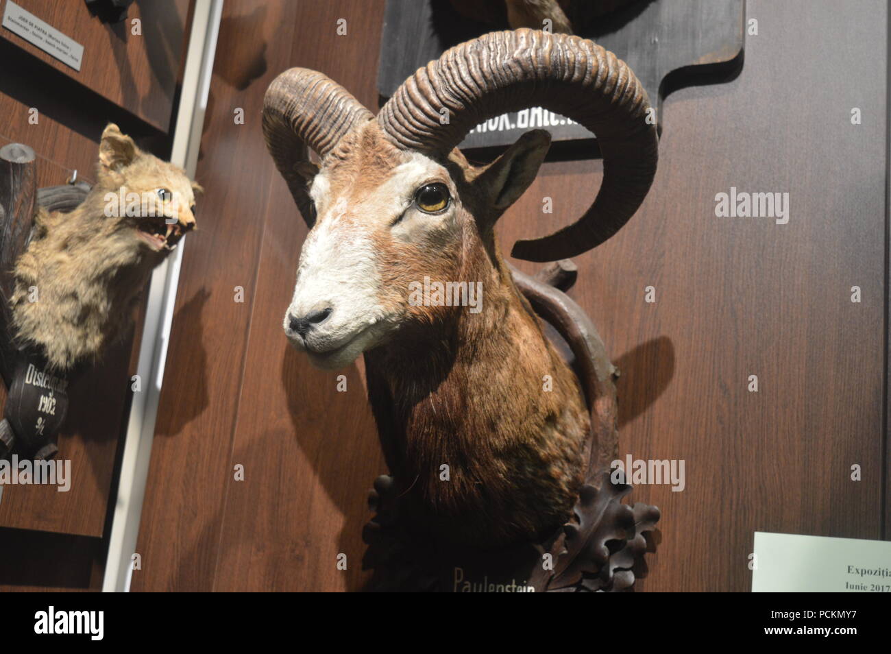 Goats head trophy hi-res stock photography and images - Alamy