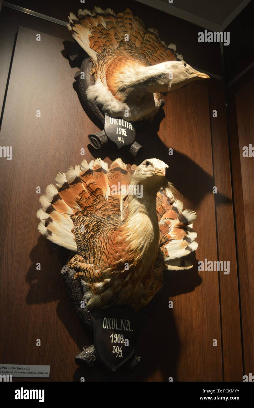 Bustard bust museum hi-res stock photography and images - Alamy