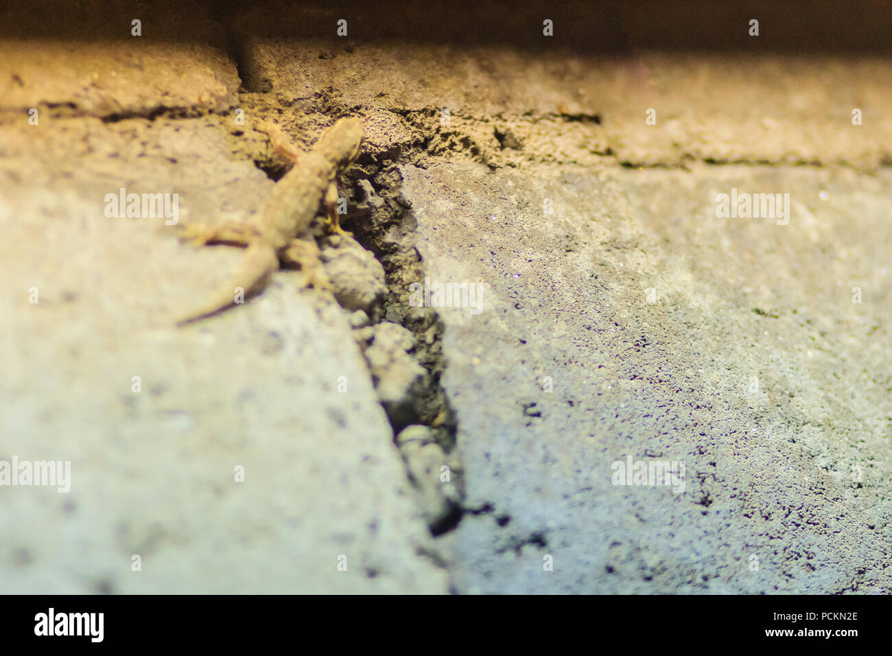 Close up lizard on the brick wall at night. Abstract background brick ...