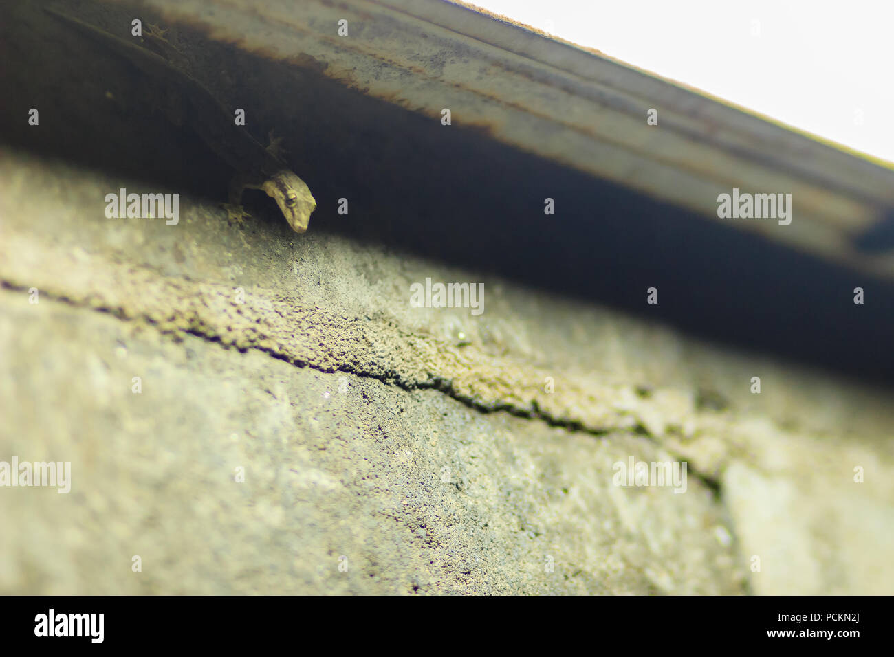 Close up lizard on the brick wall at night. Abstract background brick ...