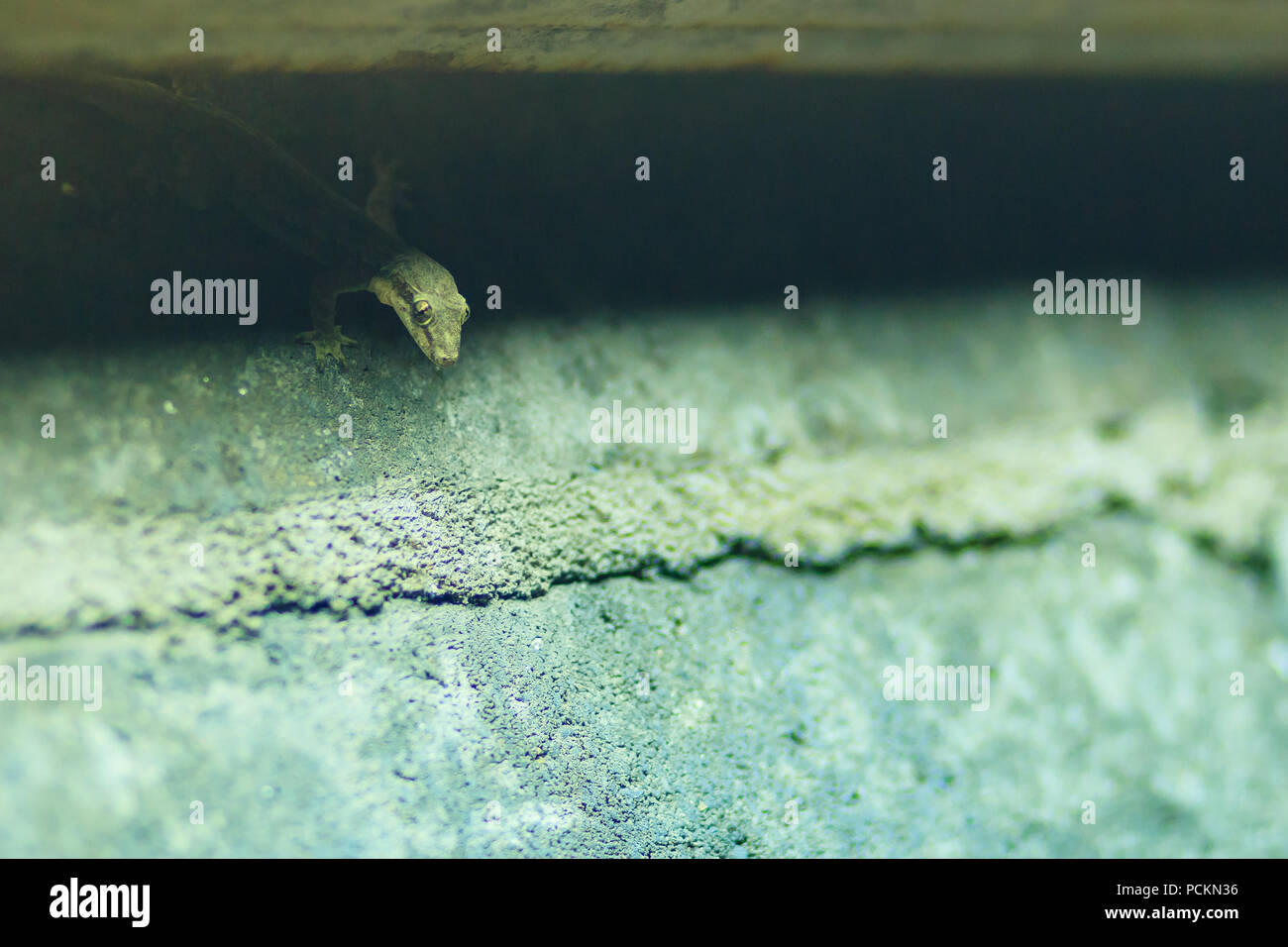 Close up lizard on the brick wall at night. Abstract background brick ...