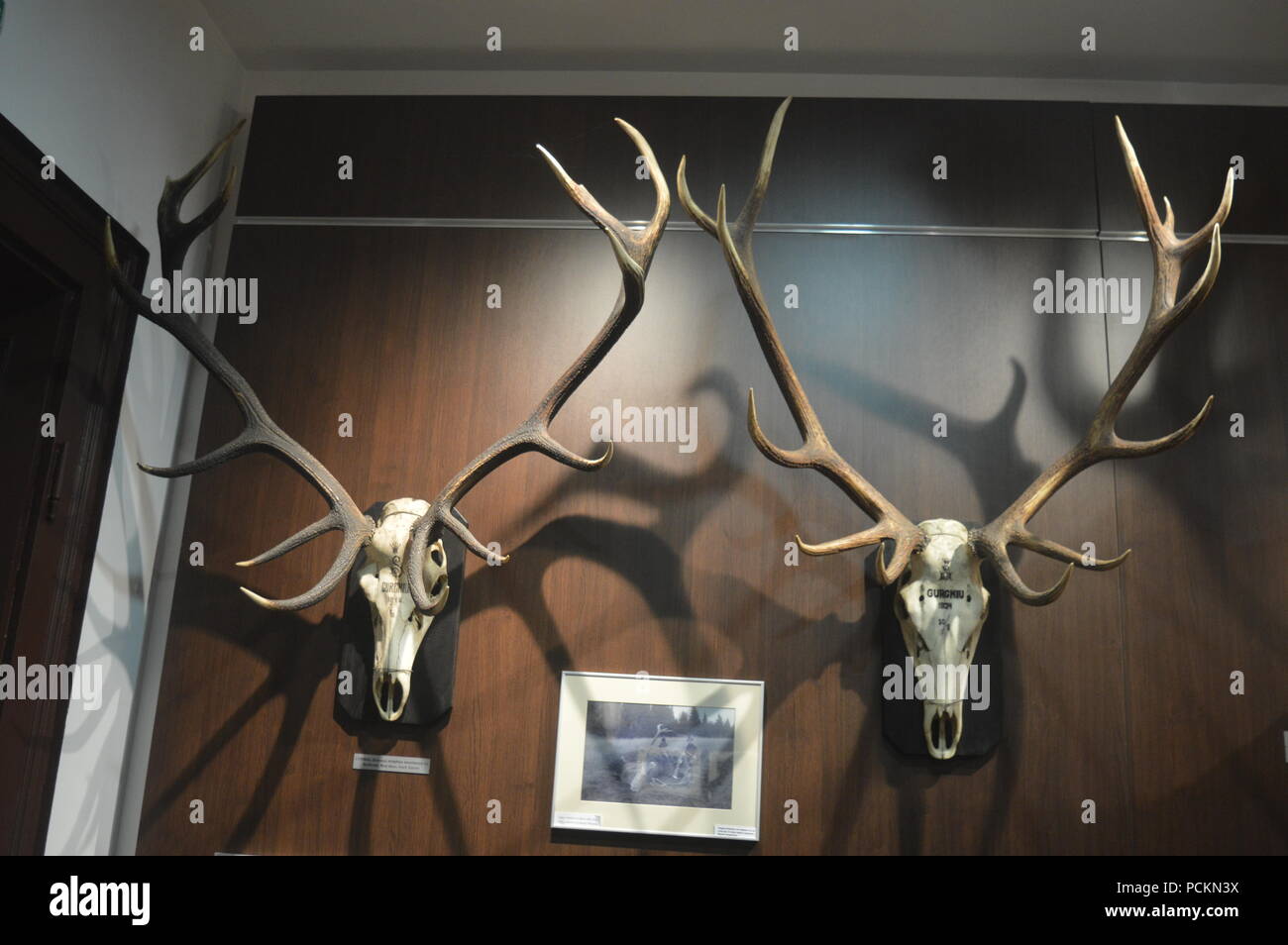 Red deer antlers museum hi-res stock photography and images - Alamy