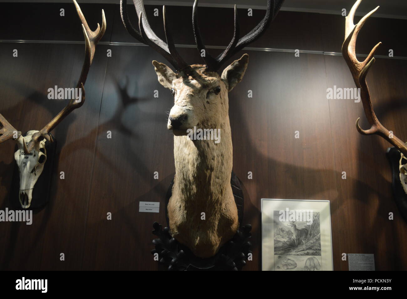 Deer antlers museum hi-res stock photography and images - Alamy