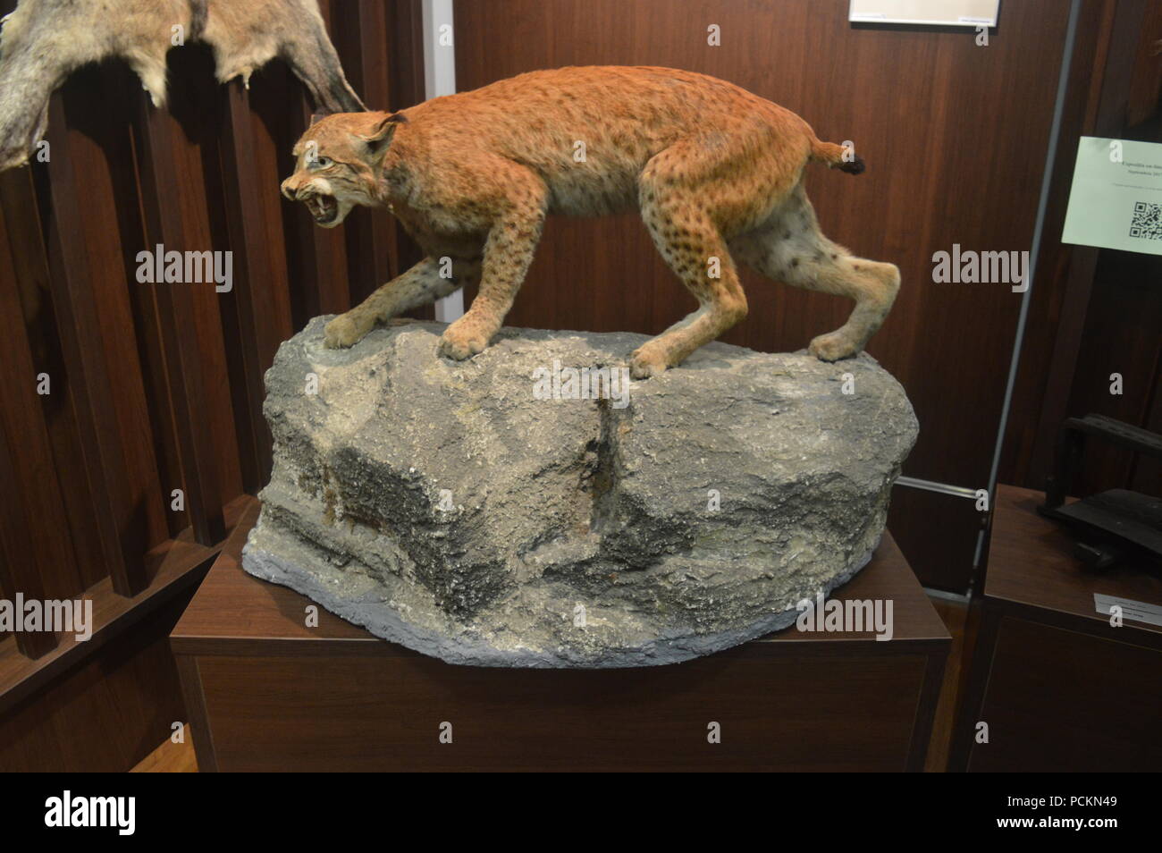 The "august von spiess" museum of hunting Stock Photo - Alamy