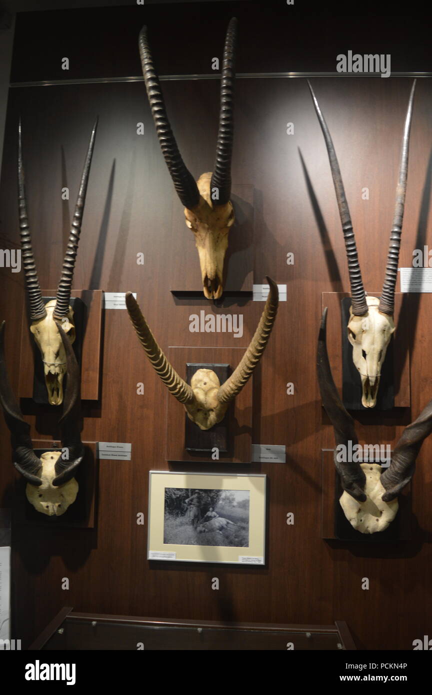 The "august von spiess" museum of hunting Stock Photo - Alamy