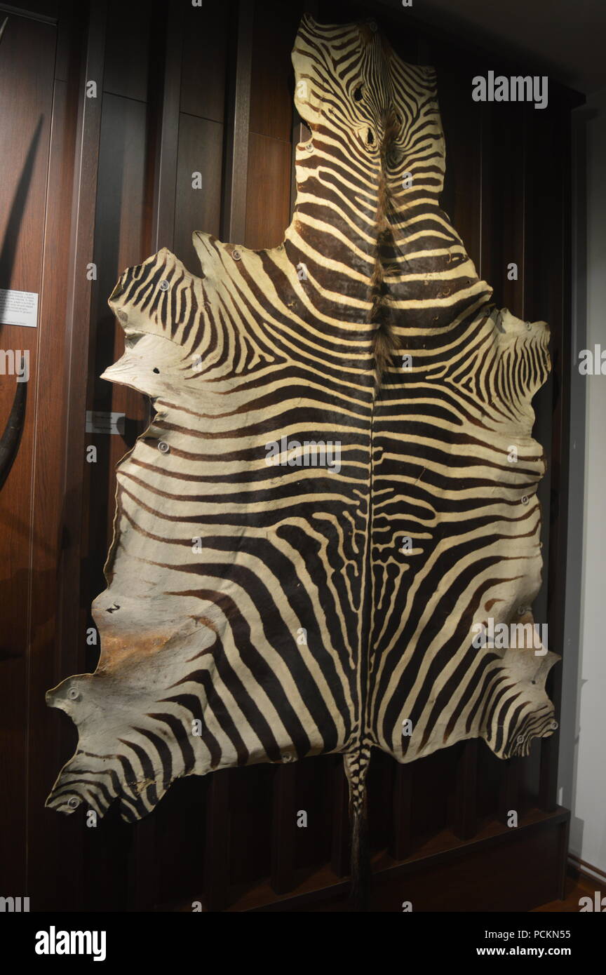 Zebra skin museum hi-res stock photography and images - Alamy
