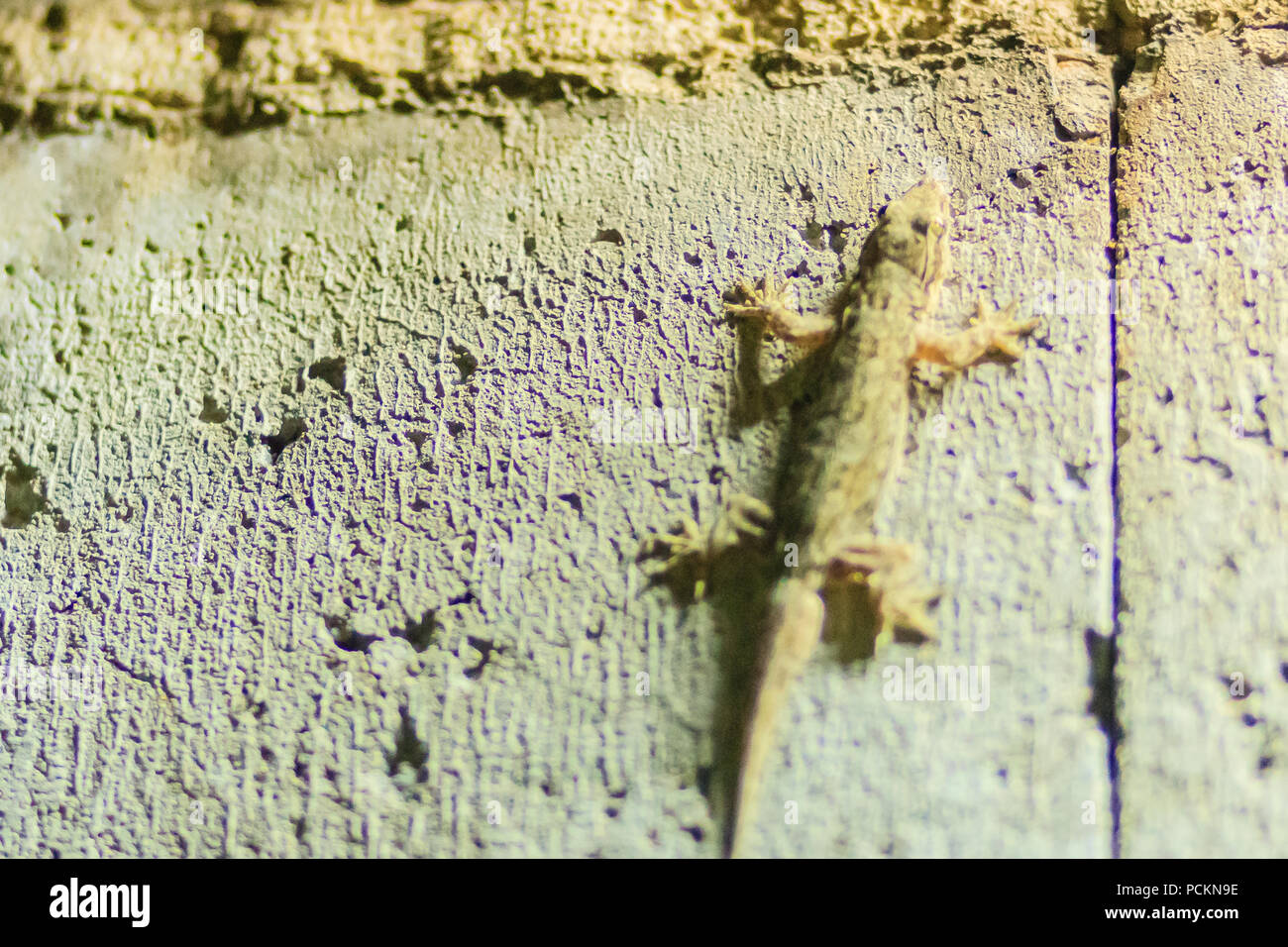 Close up lizard on the brick wall at night. Abstract background brick ...