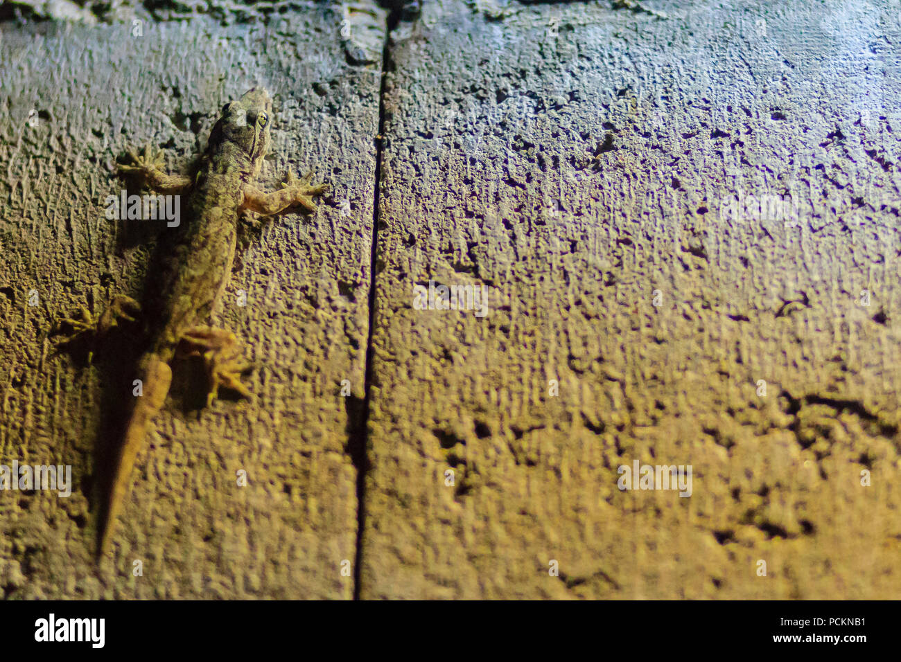 Close up lizard on the brick wall at night. Abstract background brick ...