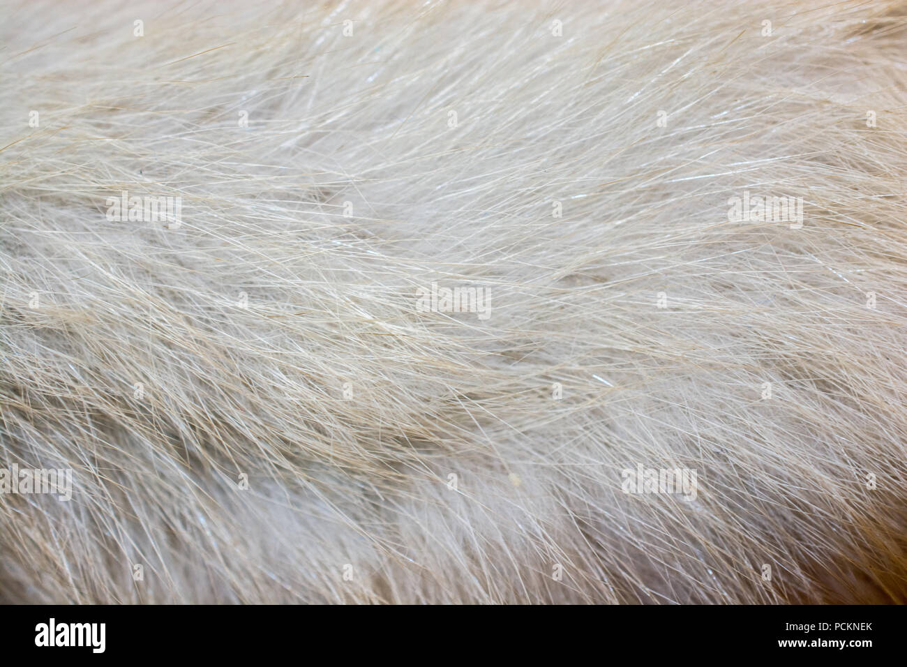Decorative animal fur as a background texture Stock Photo - Alamy