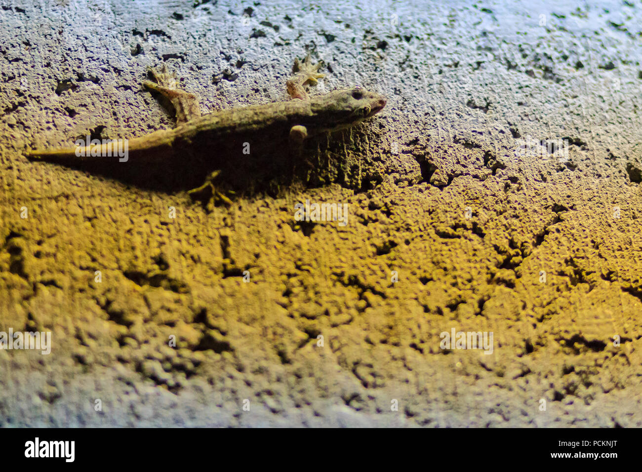 Close up lizard on the brick wall at night. Abstract background brick ...