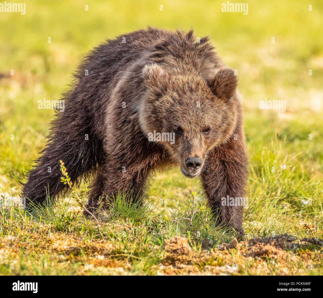 Wild Brown Bear Stock Photo - Alamy
