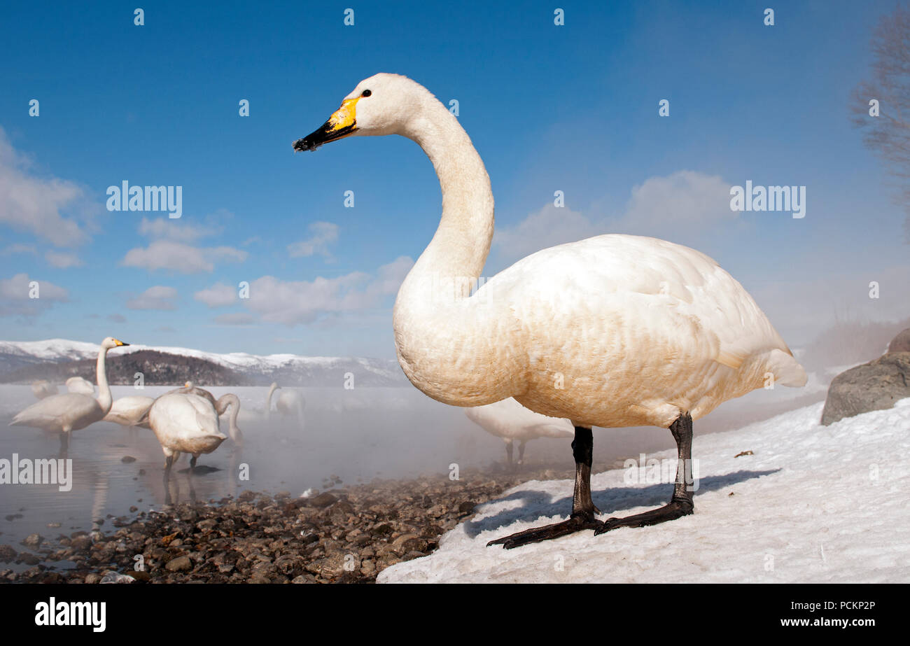 Whooper swan (Cygnus cygnus), Japan Stock Photo - Alamy