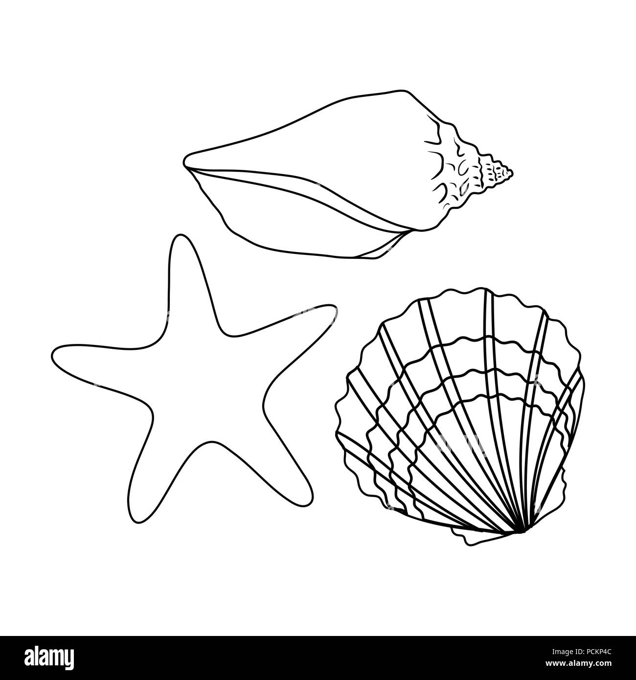 Seashells from the bottom of the sea.Summer rest single icon in outline ...