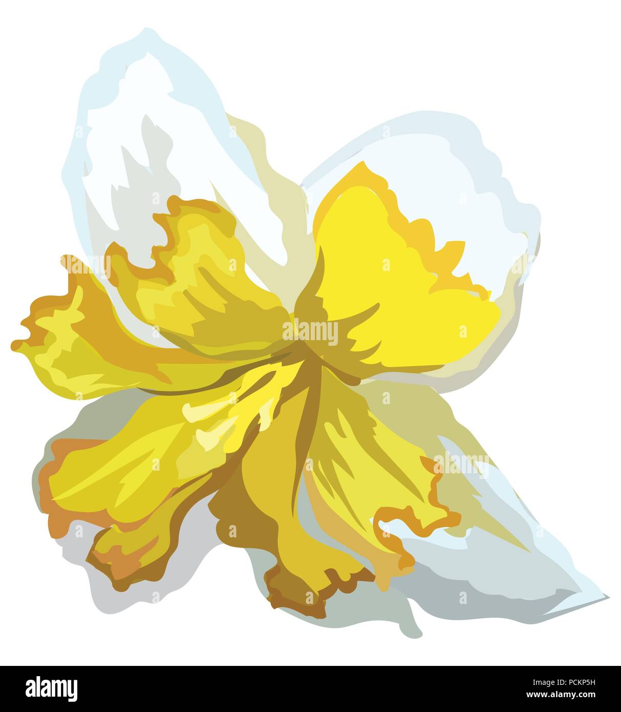 Narcissus flower. Vector colorful illustration isolated on white ...