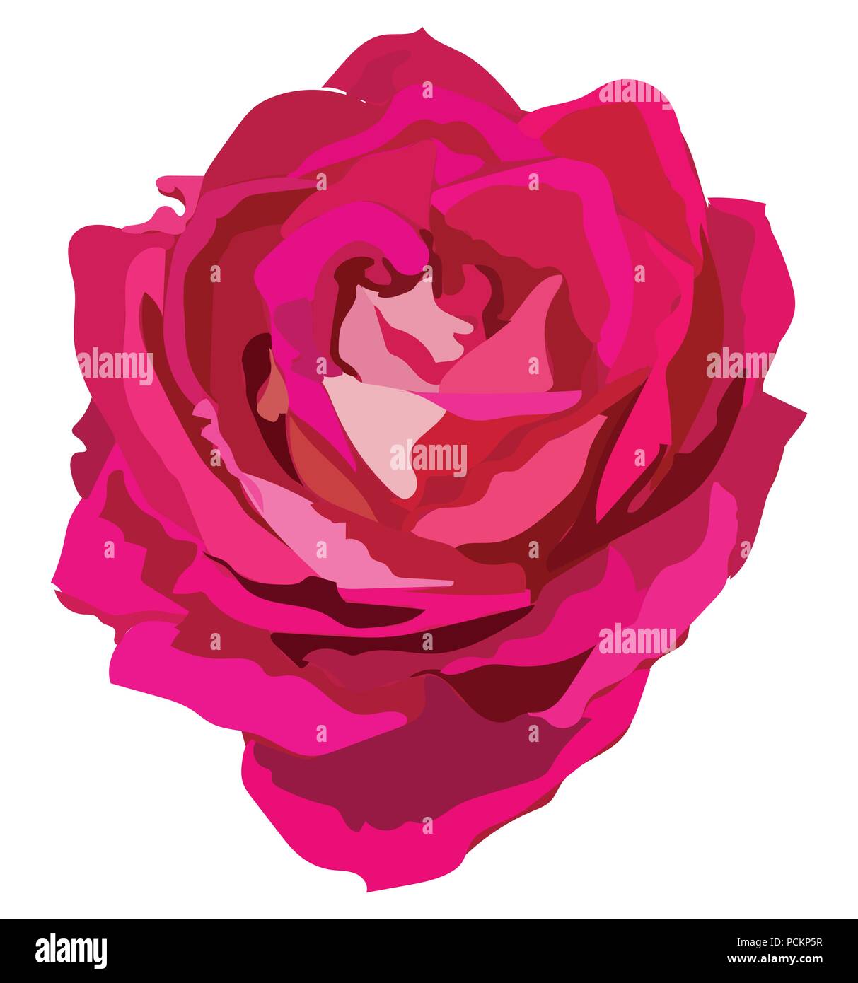 Rose flower. Vector colorful illustration isolated on white background ...