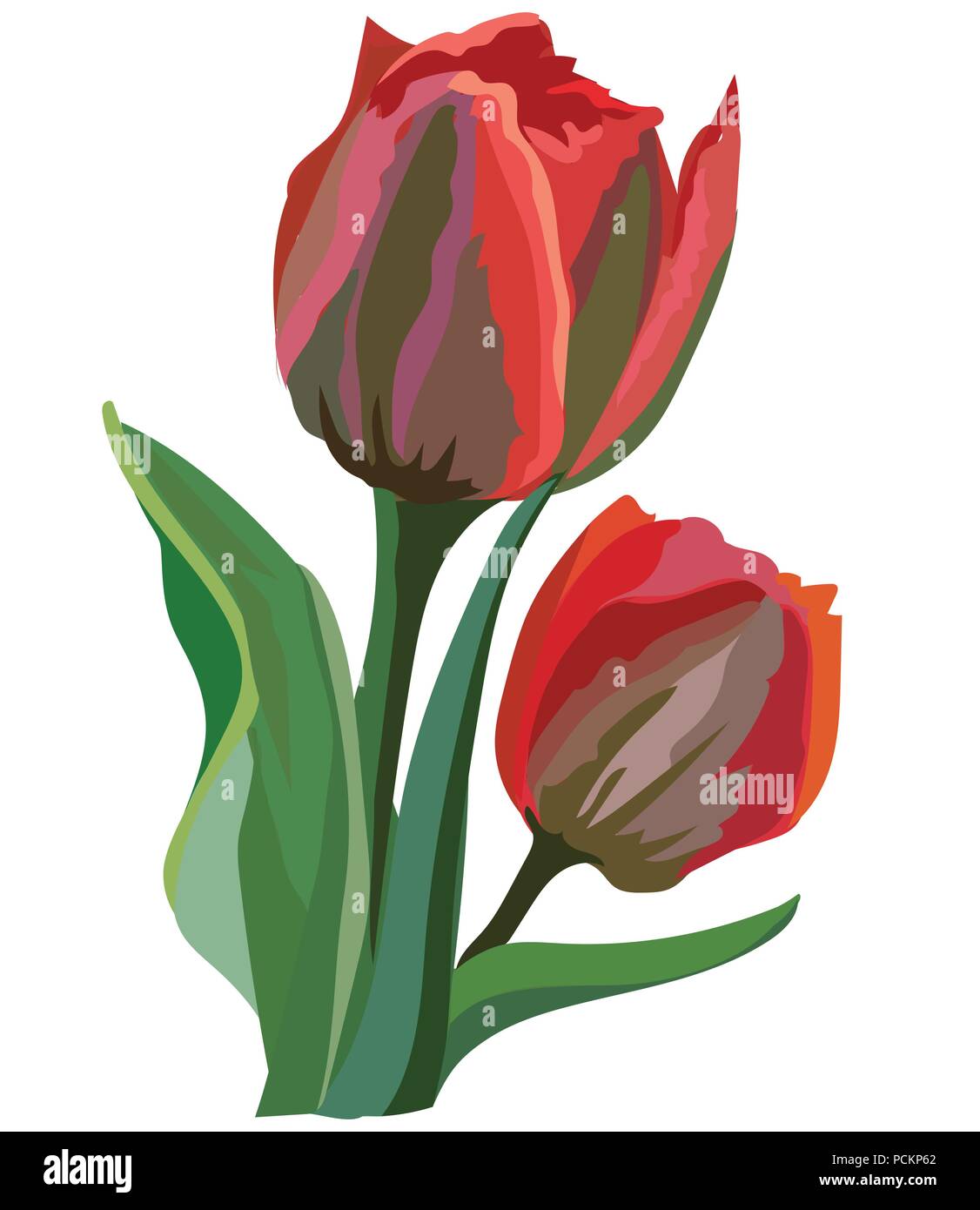 Tulip flower. Vector colorful illustration isolated on white background ...