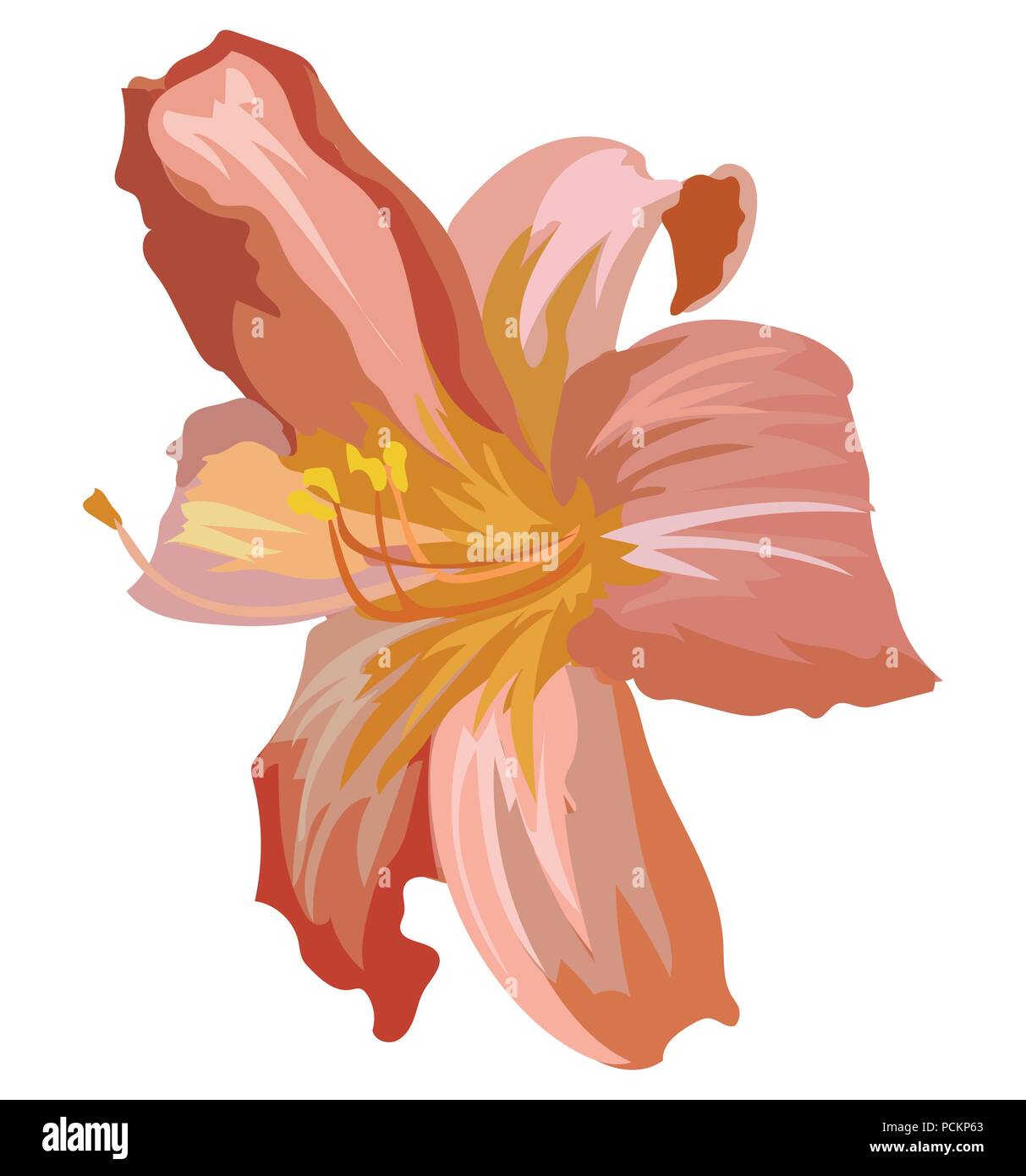 Lilium flower. Vector colorful illustration isolated on white ...