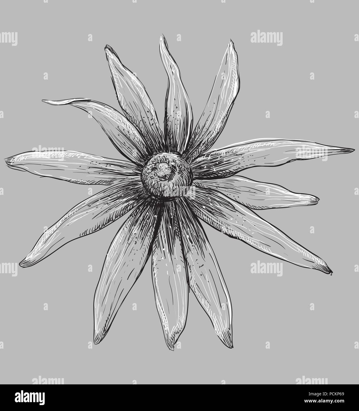 Hand drawn Rudbeckia flower. Vector monochrome illustration isolated on ...