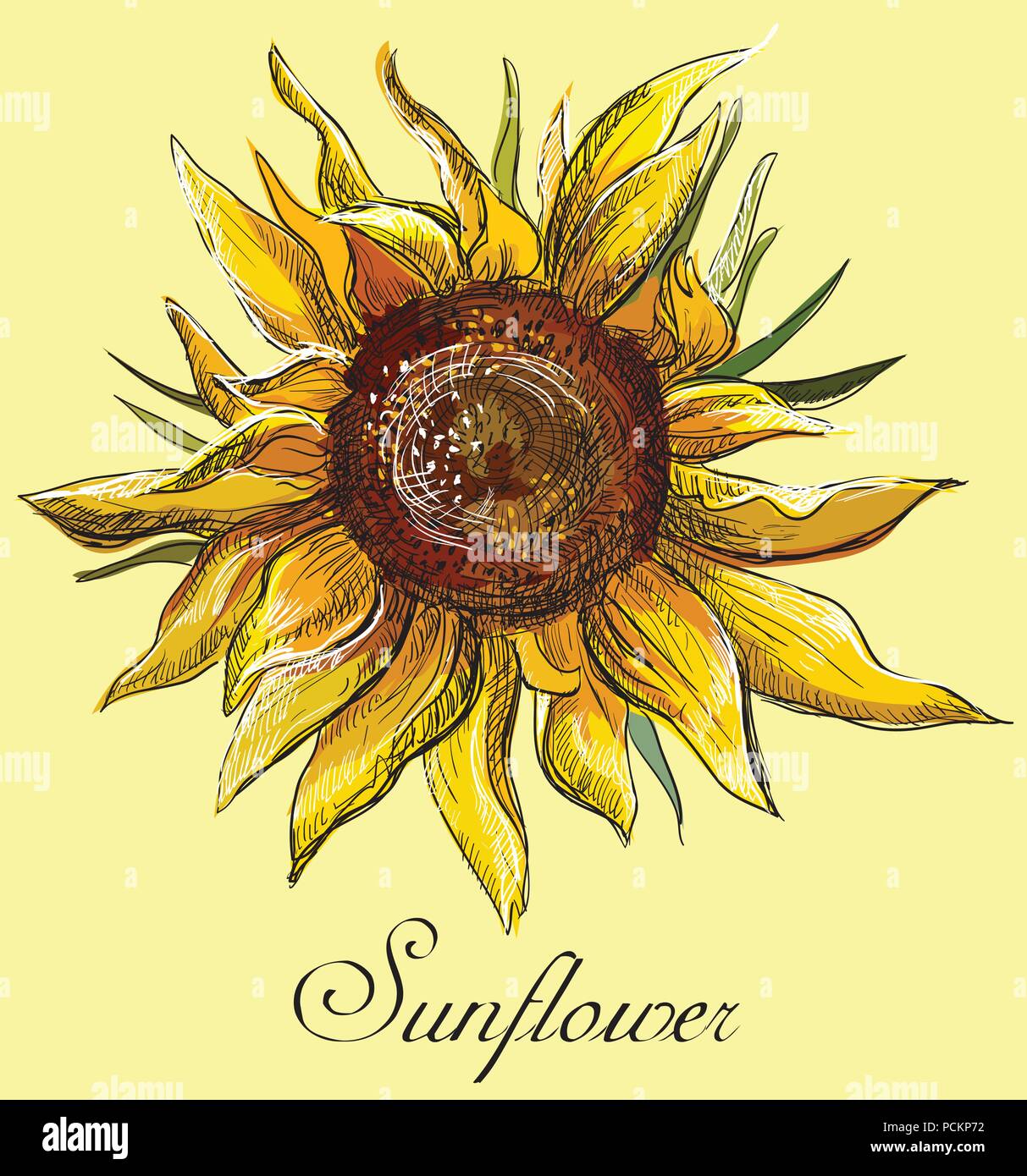 Sunflower vectors hi-res stock photography and images - Alamy