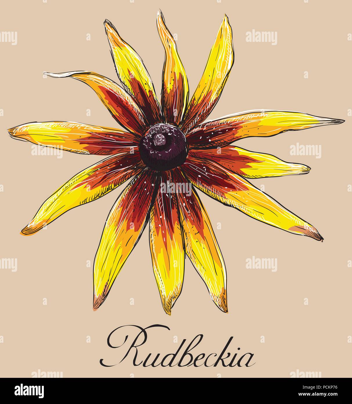 Hand drawn Rudbeckia flower. Vector colorful illustration isolated on ...