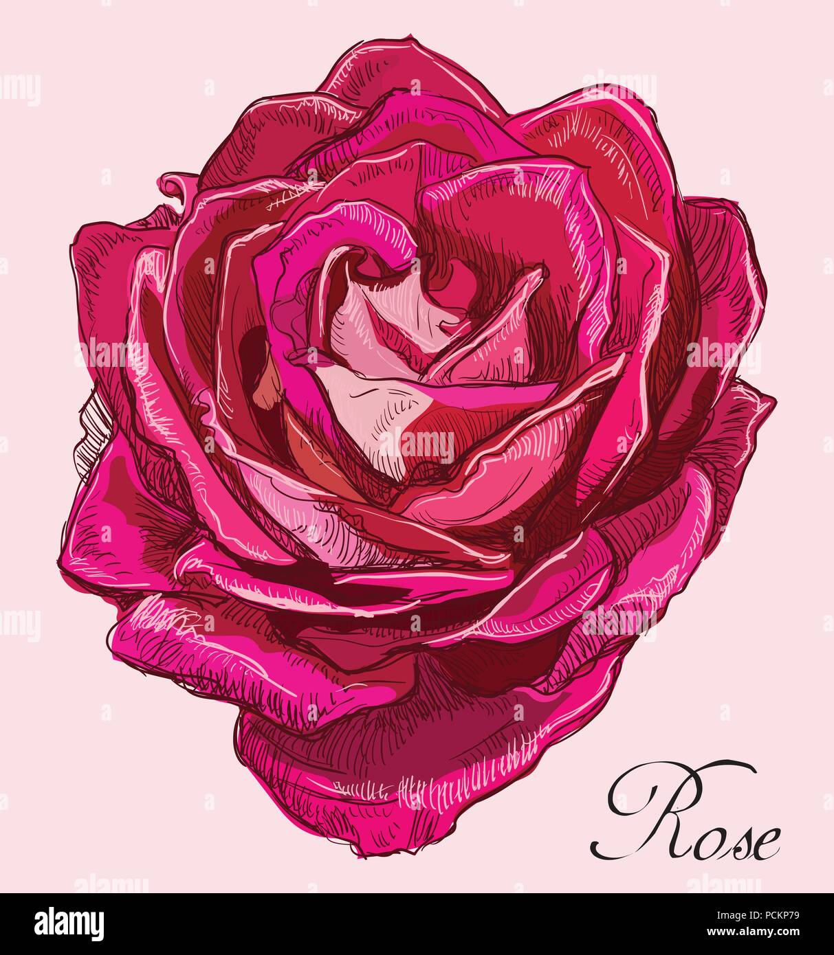 Fragrant tea rose Stock Vector Images - Alamy