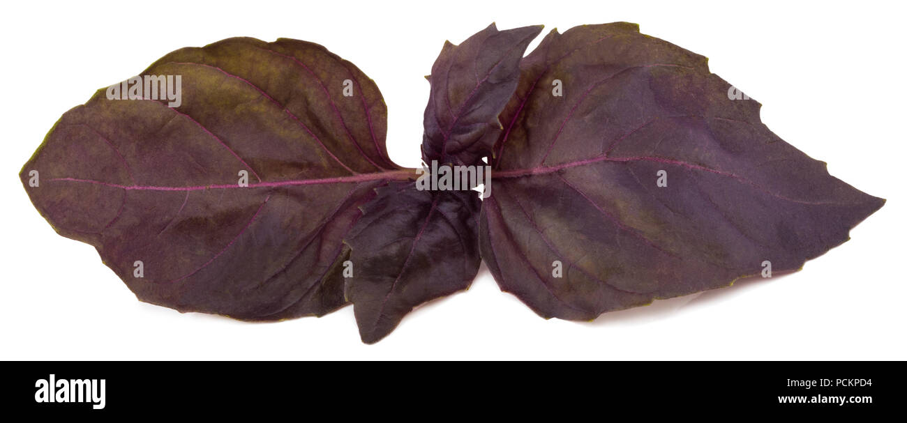 fresh red basil herb leaves isolated on white background. Purple Dark ...