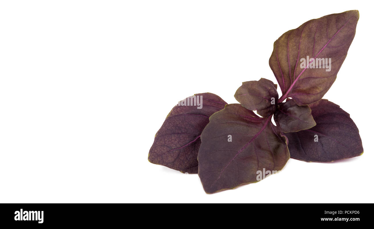 fresh red basil herb leaves isolated on white background. Purple Dark ...