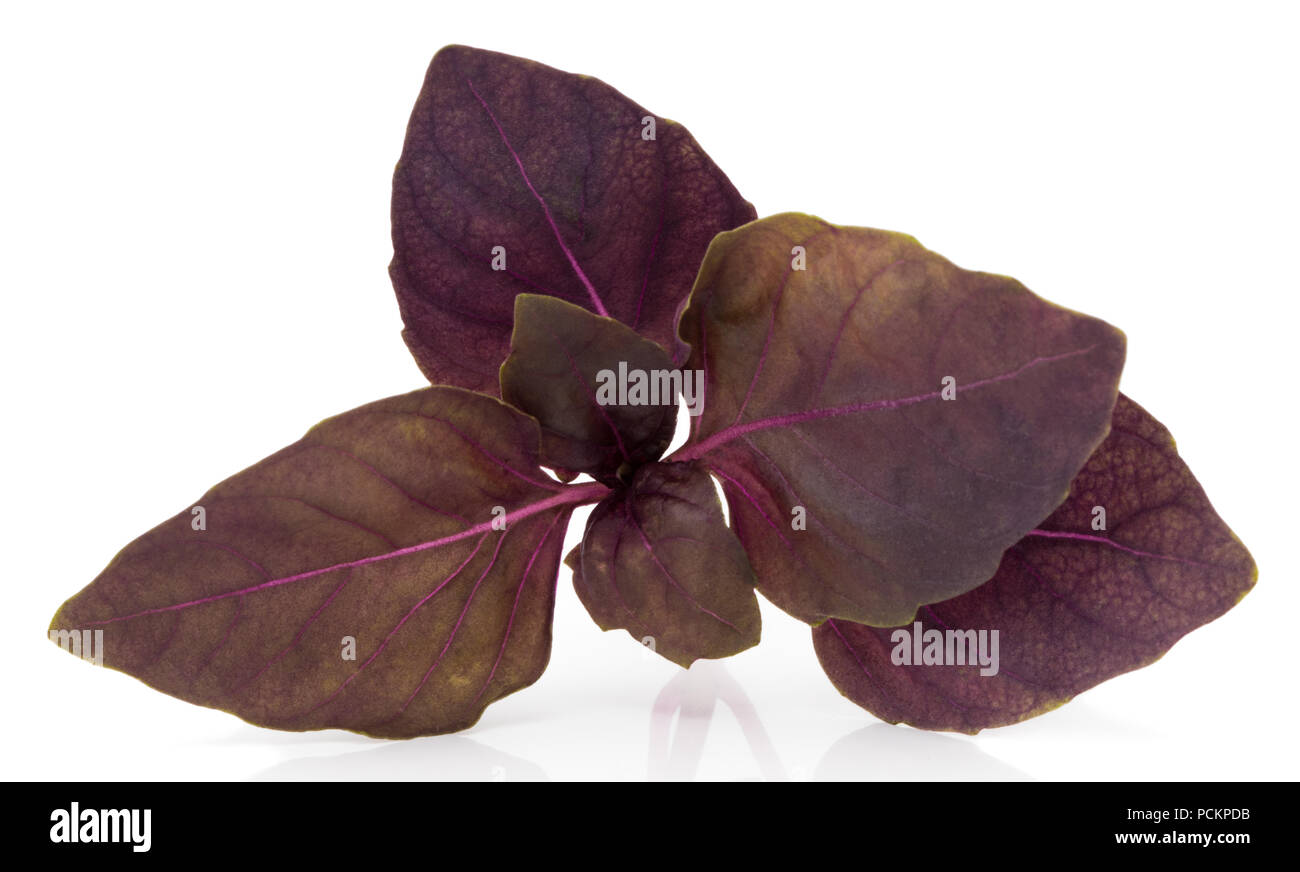 fresh red basil herb leaves isolated on white background. Purple Dark ...