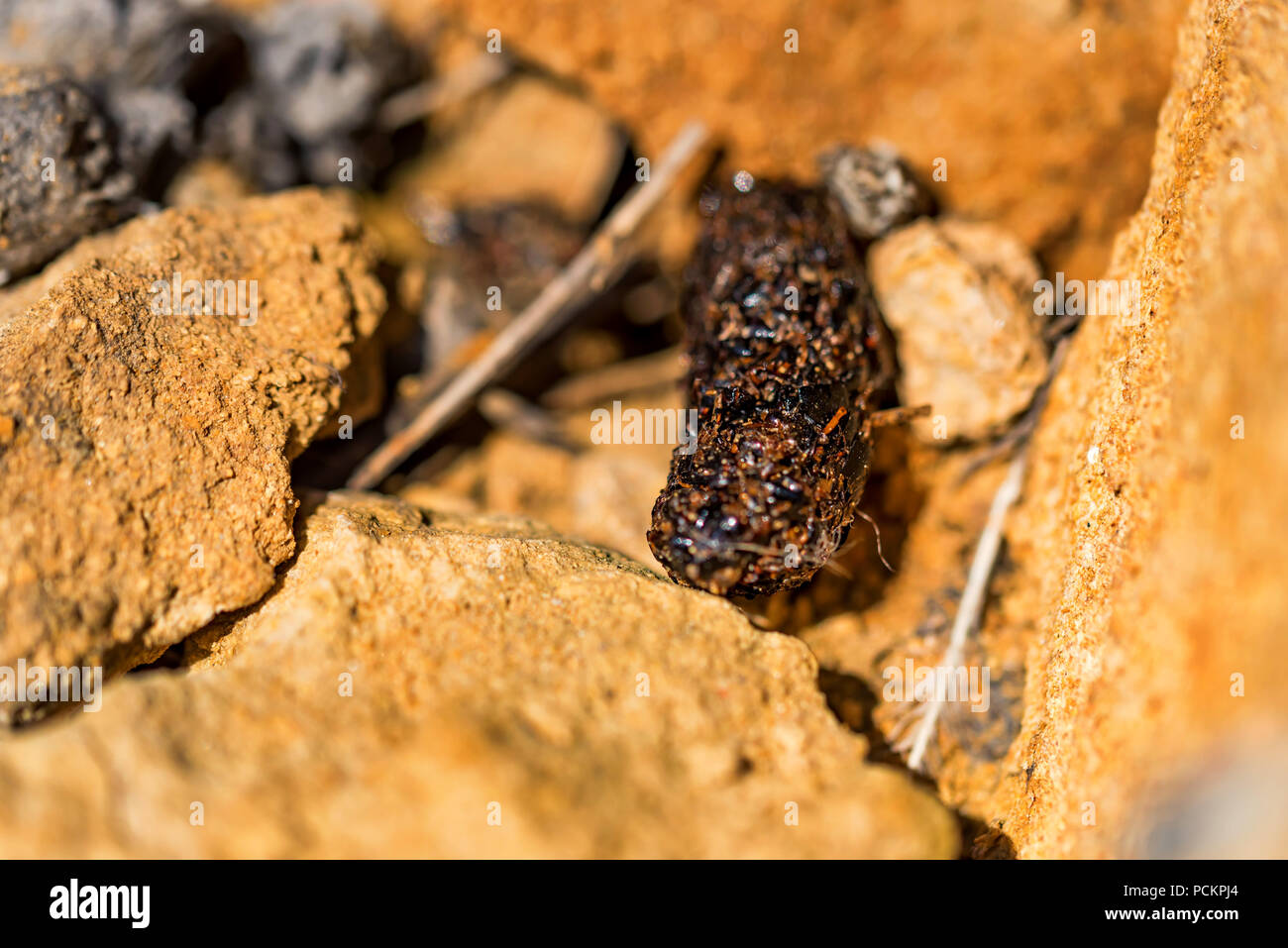 Pellet of Little owl Stock Photo - Alamy