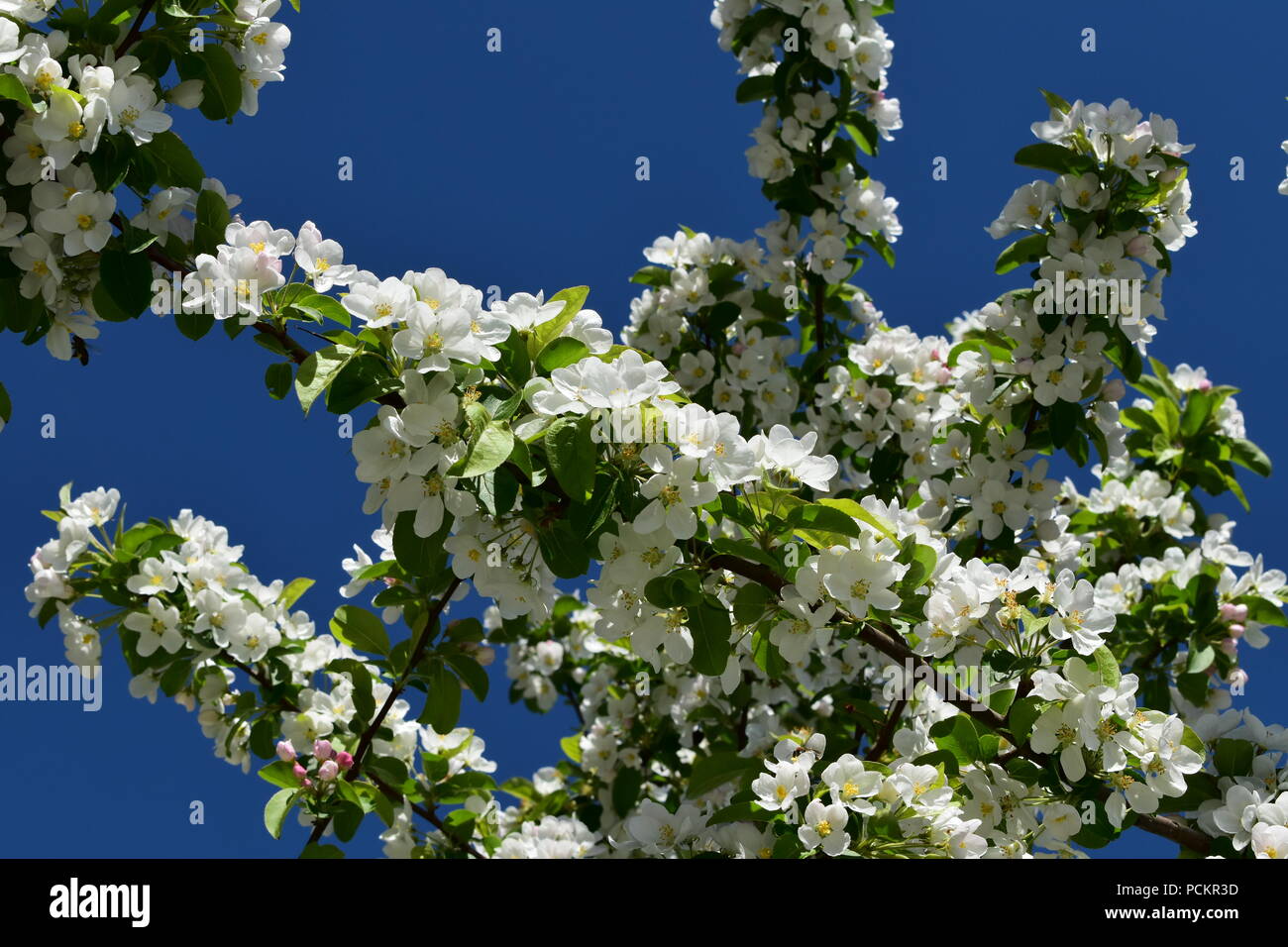 White cherry tree hi-res stock photography and images - Alamy